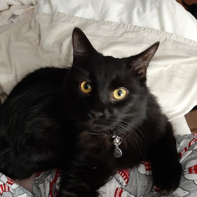 Handmade Custom Hand-stamped Dog/cat Tag the zeus Extra Small ...