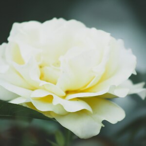 Door Dash - Printable "delivery in Progress" Sign for Your Car ...