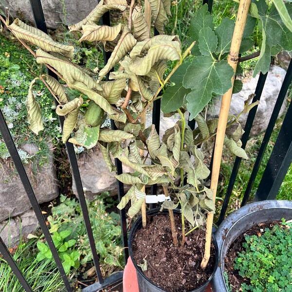 Juliette Mango Tree - 3 Gallon Drafted - Etsy