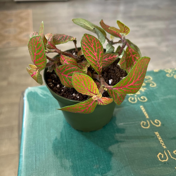 Peperomia Peaches & Cream - Tropical Plant - Colorful Houseplants ...