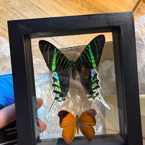 Real Framed Butterfly - Etsy