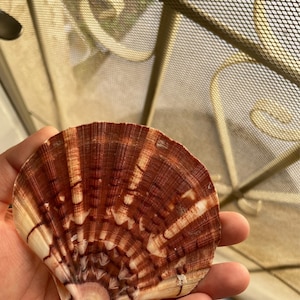 Set of 100 White Florida Scallop Shells about 2 Seashells for Beach ...