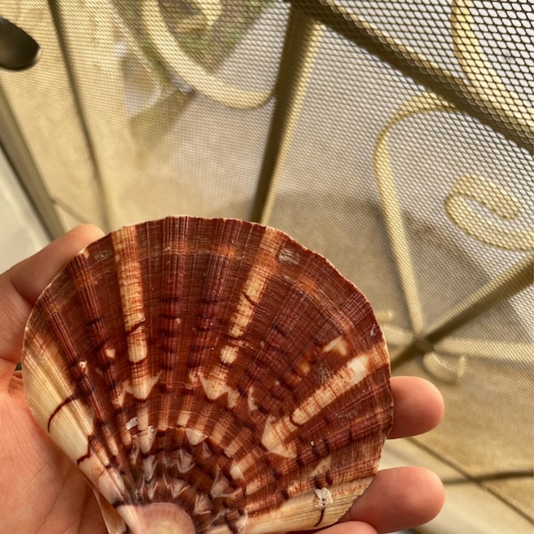 One (1) Irish Flat Scallop Shell Seashell 3"-4" Crafts Beach Cottage ...