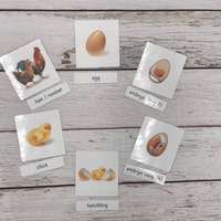 LIFE CYCLE of a CHICKEN 7 Montessori Cards Flash Cards Nomenclature ...