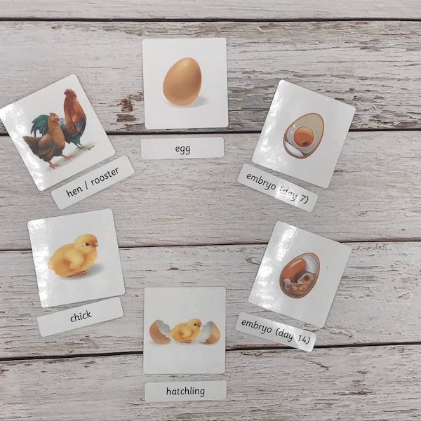 LIFE CYCLE of a CHICKEN • 7 Montessori Cards • Flash Cards Nomenclature ...