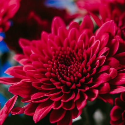 Black Velvet Mum Chrysanthemum Seeds 200 Seeds Mum Flower, Flower Seeds ...
