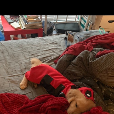 Deadpool, Deadpool Dog Costume, Halloween Dog Costume - Etsy