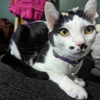 Tiger Print Dog Collar, Medium and Large Adjustable Size, Blue & Gray ...