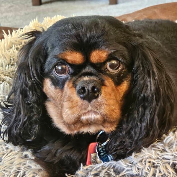LARGE Print Cavalier King Charles Spaniel, 13 X 19 Art Print by ...