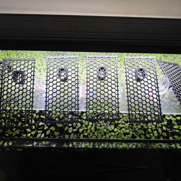 Bucephalandra Sp Silver Submerged Grown Aquarium, Terrarium, Paladarium ...