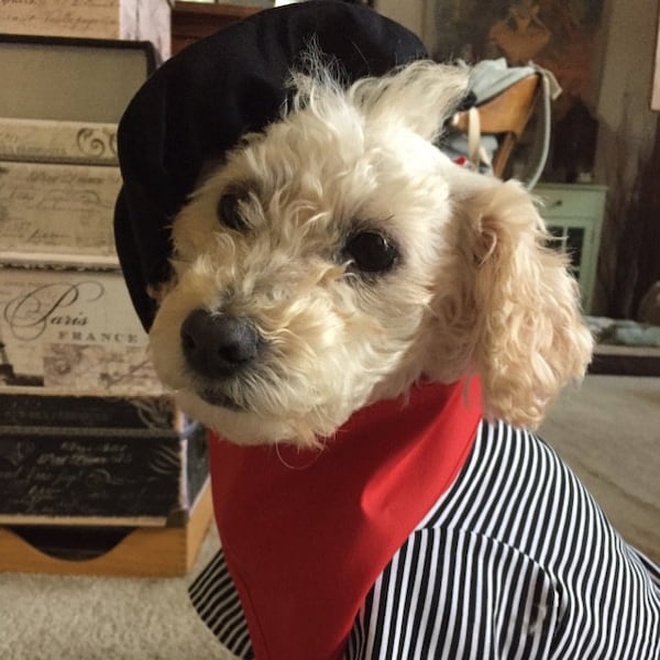 The Frenchman Cute Halloween Dog Costume Size Xxs-xlarge (small/medium ...