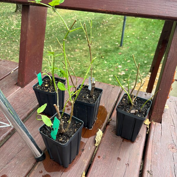 Hosta TRUE Chartreuse With White/cream Edges 'american Dream' in 4.5x5 ...