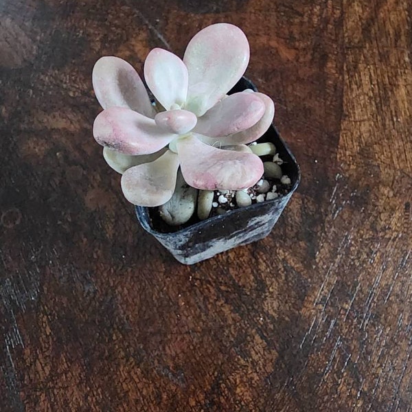 Rare Pink Moonstone Succulents, Pink Pebble Rosette Plants, Pachyphytum ...