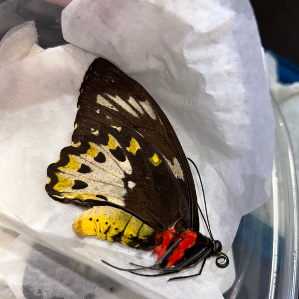 Ornithoptera Priamus Poseidon in Pair Real Birdwing Butterflies ...
