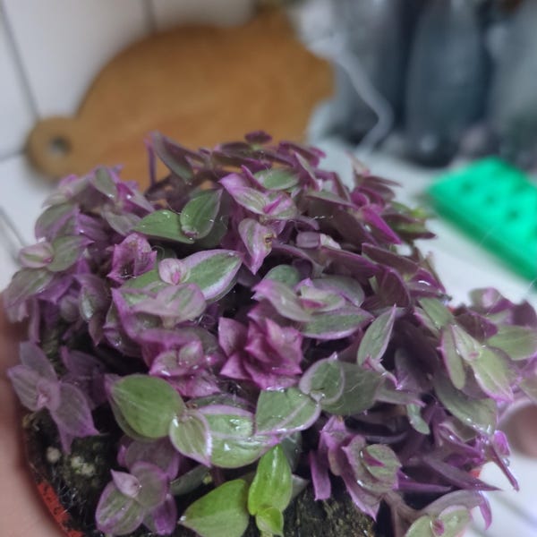 Sedum Dasyphyllum Major Blue Tears Sedum Live Succulent Plants 2" 4” 6 ...