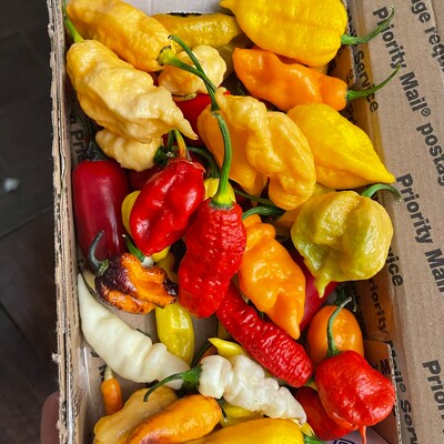 Purple Peach Carolina Reaper Rare Pepper Seeds Premium Packet - Etsy