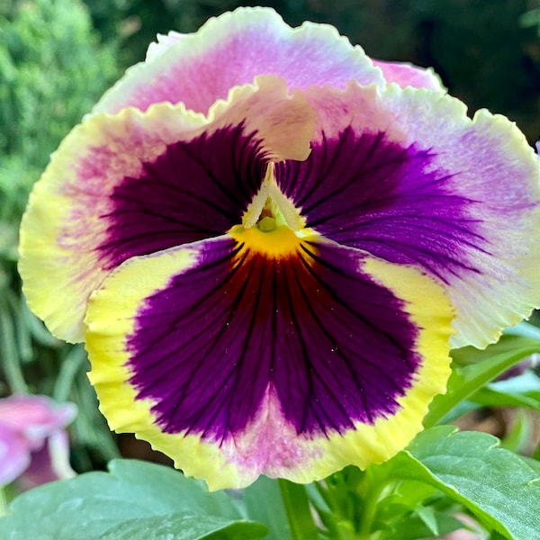 Matrix Sunrise Pansy Seeds, Viola Wittrockiana VL0625 - Etsy
