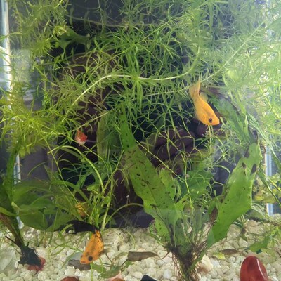 4 Fish Tank Decal Stickers Aquarium Gifts Laptop Hobby Vinyl - Etsy