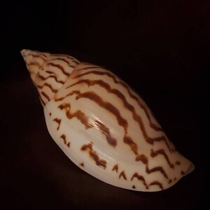 Tectarius Coronatus Periwinkle Shell 1/23/4 - Etsy