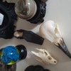 Diaphonized TADPOLE SKELLETON, XS Kawaii, Wet Specimen, Diaphonization ...