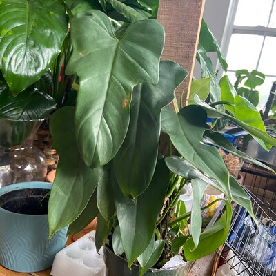 Aglaonema 'bamboo' Sp. Variegated Chinese Evergreen Live Indoor ...