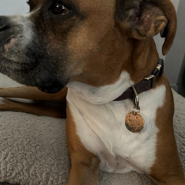 Custom Horse Halter Name Plate Brass Halter Name Tag Custom Equestrian ...