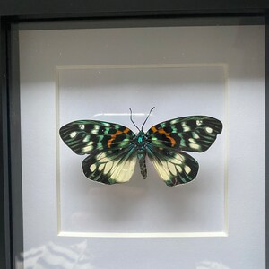 Homoderus Mellyi, Rare Red Colored Stag Beetle , From Cameroon, Frame 4 ...