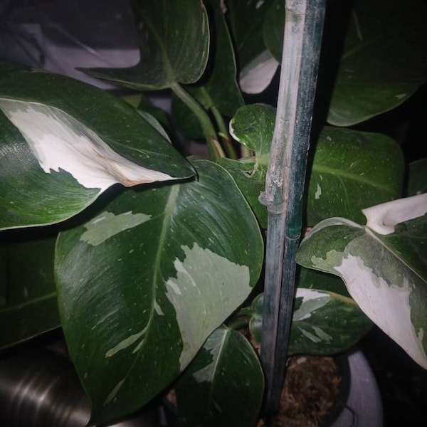 Mican Philodendron Velvet Leaf Philo Indoor & Outdoor Live Tropical ...