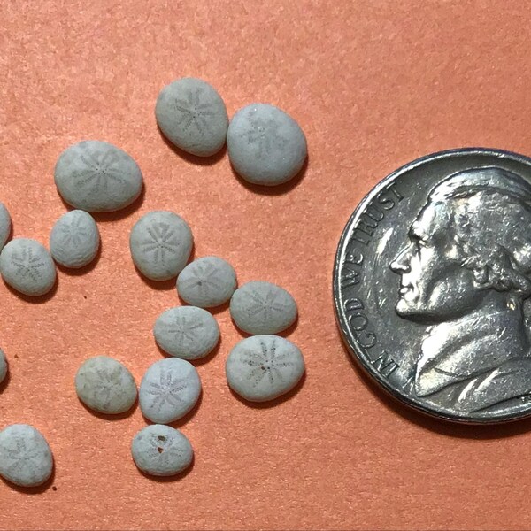 100 Baby Sea Shell Mix, Small Shells, Tiny Beach Finds, Mini Shells ...