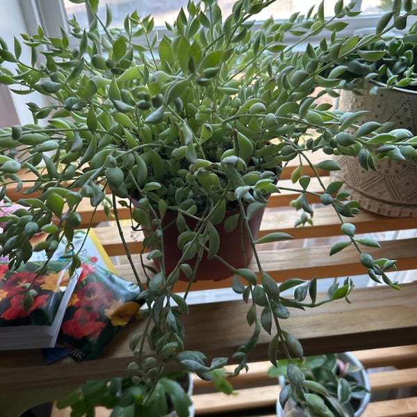 Cotyledon Pendens, Trailing Succulent, Small Live Plant in 2", 4", 6 ...