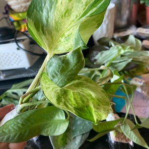 Carnival Philodendron Hederaceum Nodes, Unrooted, & Rooted Cuttings for ...