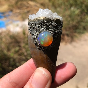 7-10 Hanging Light Puffer Fish Real Blowfish Lamp - Etsy