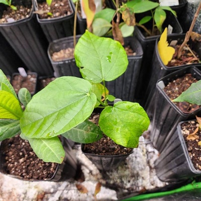 Pataxte Theobroma Bicolor White Cacao Macombo Balam-te Jaguar Tree ...