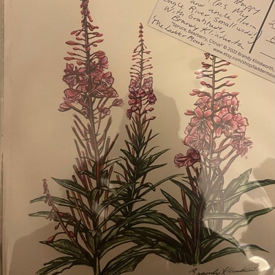 Fireweed Art Print Flower Watercolor Painting - Etsy