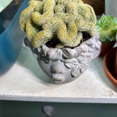 String of Turtles Trailing Succulent Hanging Plant Home - Etsy