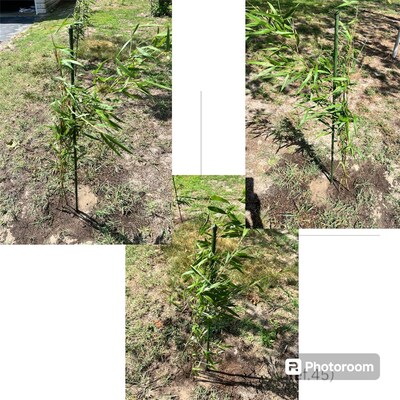 Black Monukka Seedless Grape, Live Potted Grape Plant, 1-2 Years Old ...