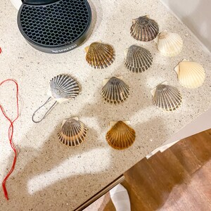 50 Assorted Jingle Shells From Cape Cod Beaches - Etsy