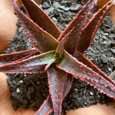 Aeonium Merlot - Etsy