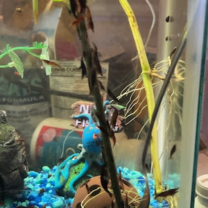 5 Indian Almond Leaves Nano, 5 Filao Cones & 10 Alder Cones Package for ...