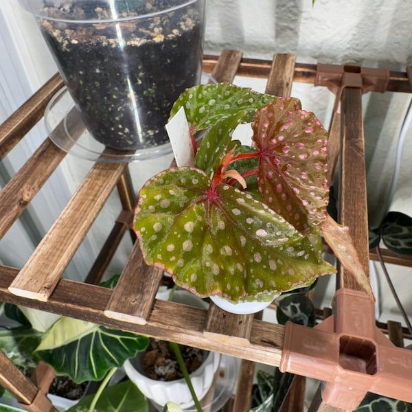 Begonia Baik, From Southeast Asia, for Terrarium Only. 2" Potted Plant ...