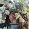 X-large Precious Wentletrap 1.75-2.25" Display Quality Shell Seashell ...