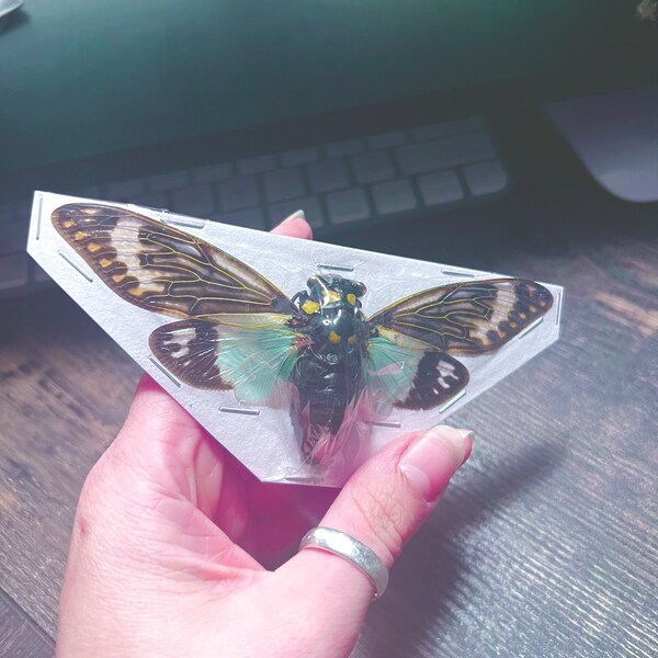 Tosena Splendida Spread, Blue Cicada , Real Cicada, Entomology, Real ...