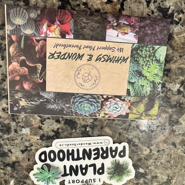Brachy Pod - Brachychiton Populneus Tree - Seed Pods - Terrarium and ...