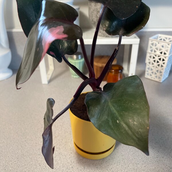 Philodendron Pink Princess PPP **(ALL Starter Plants Require You to ...