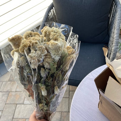 Dried Buff Cockscomb, Yellow/cream Cockscomb, Cream Flowers, Ivory ...