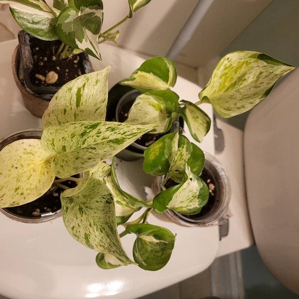 Potho Manjula High Viraigation Rare, Cuttings & Established Plants - Etsy