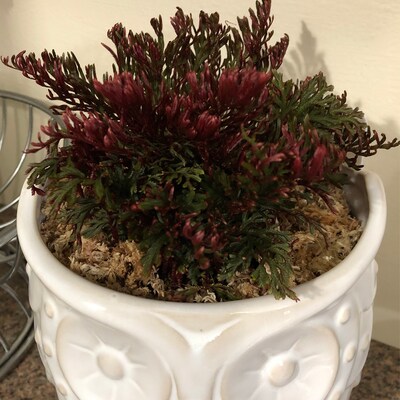 Fern RUBY RED SPIKEMOSS Plant Selaginella Unusual Cold Tolerant ...