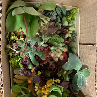 Witchy Planner Printable Pages Witch Planner Pages 2023 - Etsy