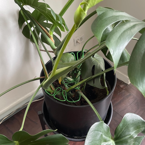 Monstera Shaped Plant Support - Gold Coloured - Etsy