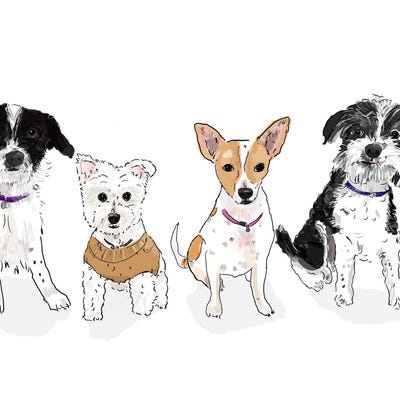 Sheepadoodle Illustration / Doodle Dog Drawing / Pet Lovers Gift / Life ...